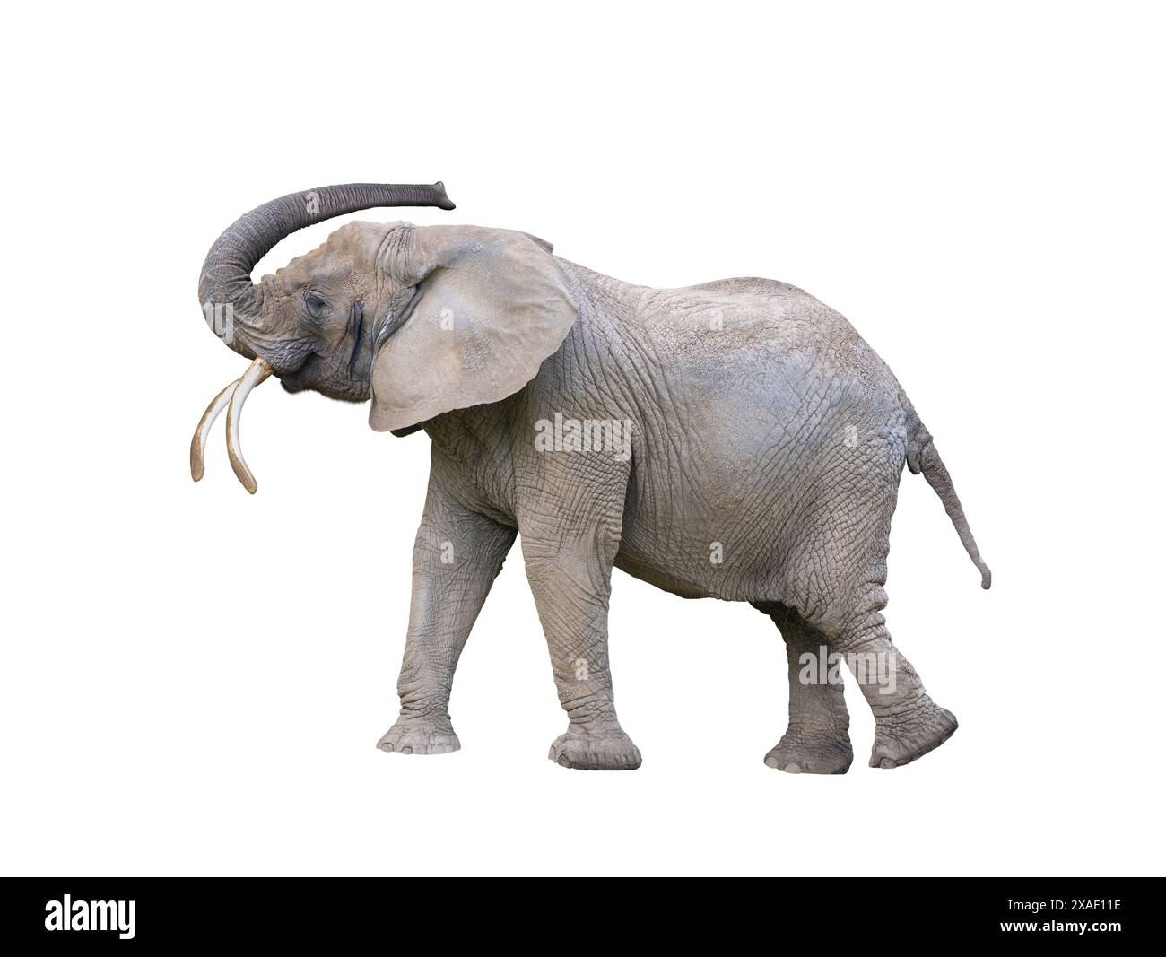 Elephant head on head raised hi-res stock photography and images - Alamy