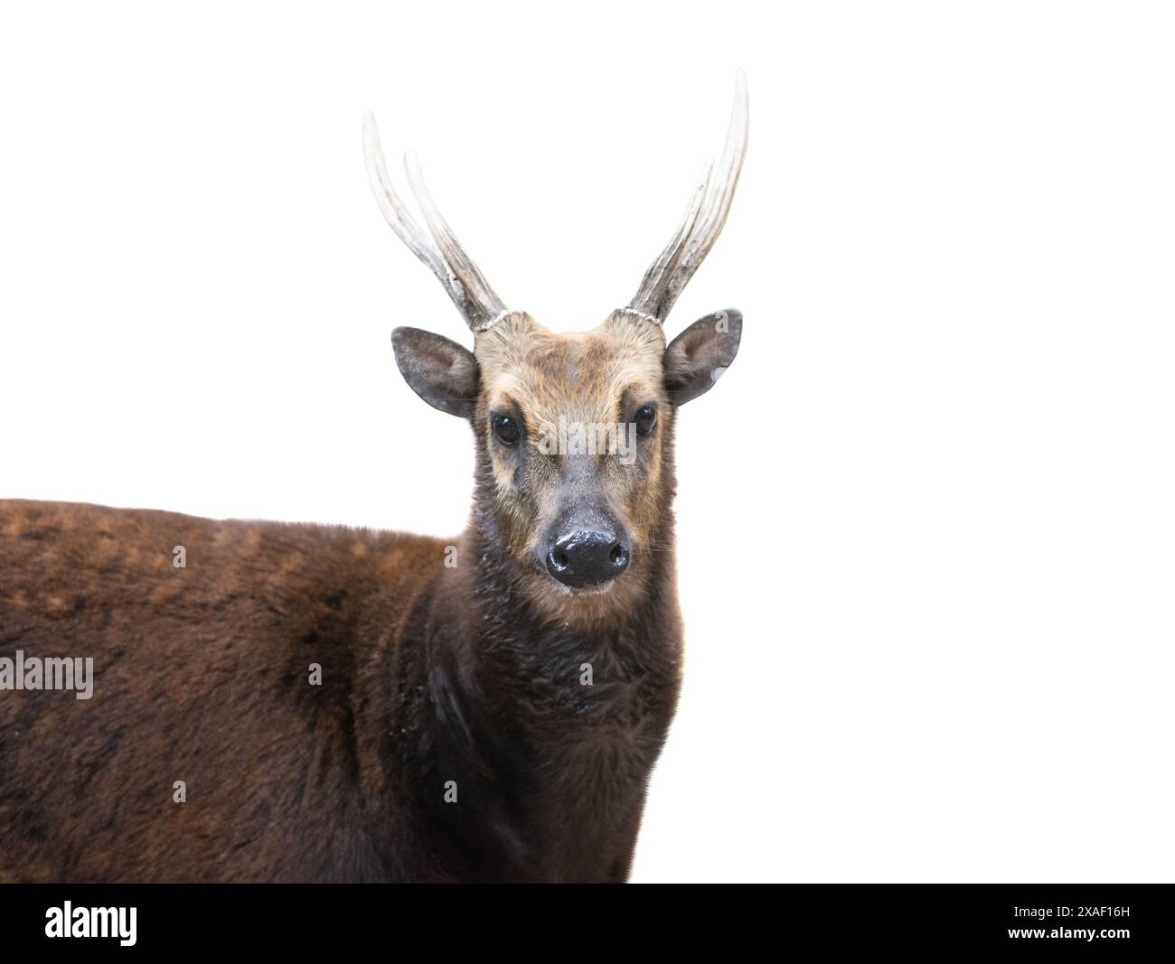 portrait Philippine sika deer isolated on white background Stock Photo ...