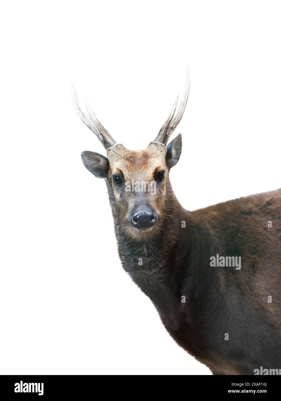 portrait Philippine sika deer isolated on white background Stock Photo ...
