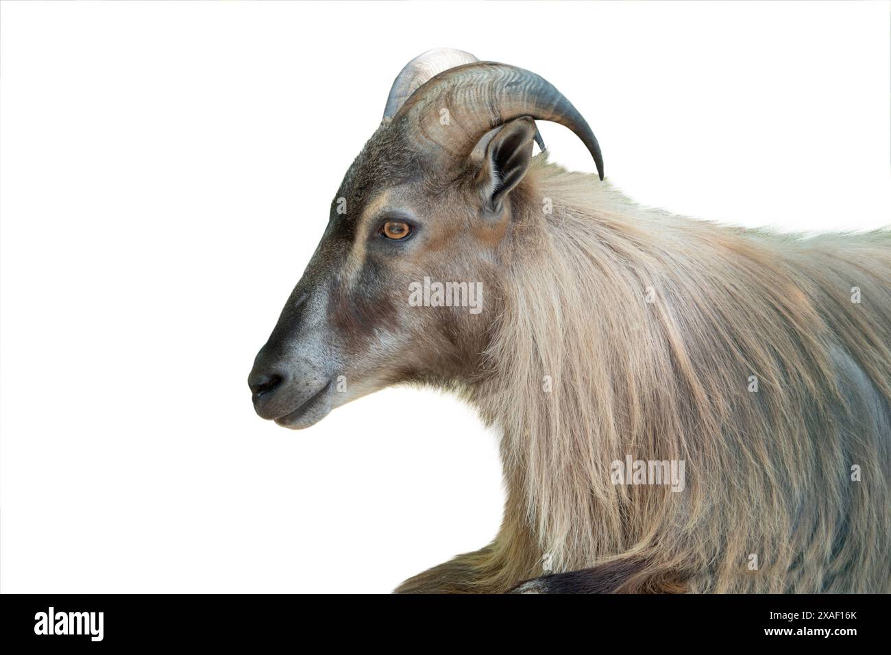 himalayan tahr (hemitragus jemlahicus) isolated on white background ...