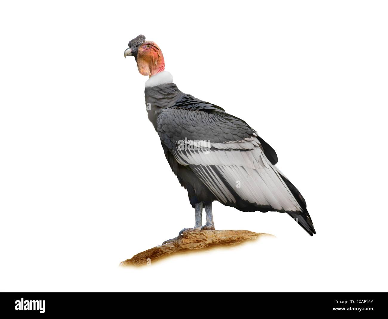 vultur gryphus isolated on white background Stock Photo - Alamy