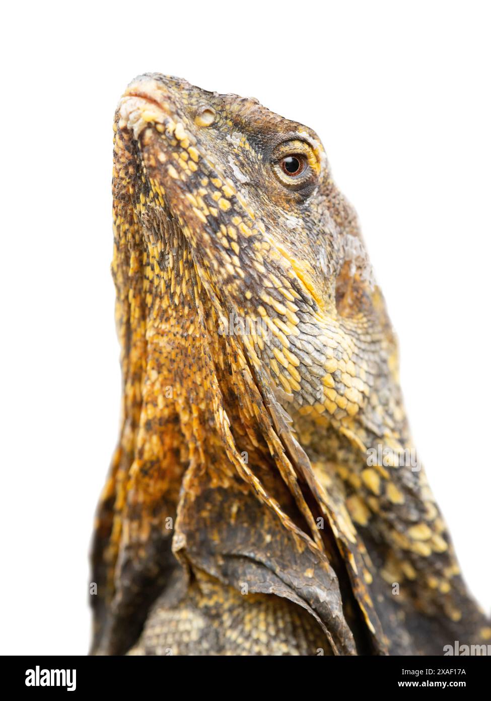 potrait frilled lizard on a isolated on white background Stock Photo ...