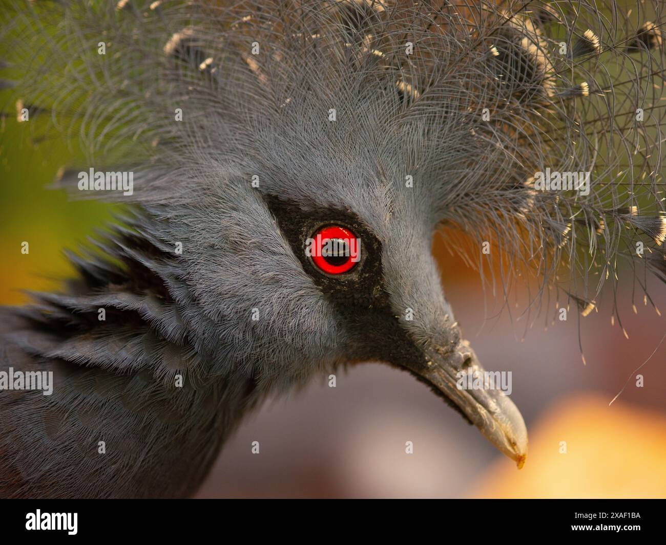portrait southern crowned-pegeon (sclateri Stock Photo - Alamy