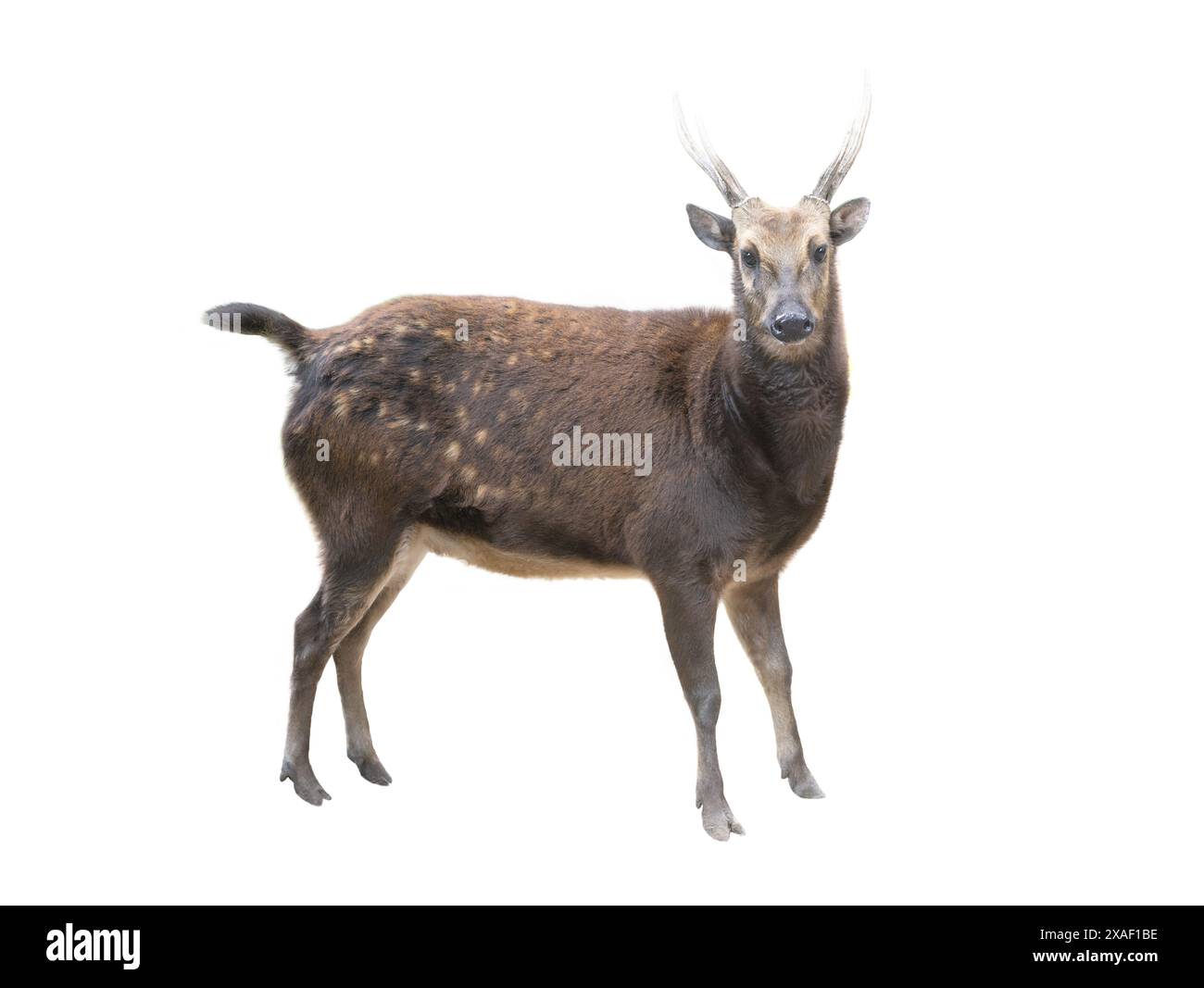 Philippine sika deer isolated on white background Stock Photo - Alamy