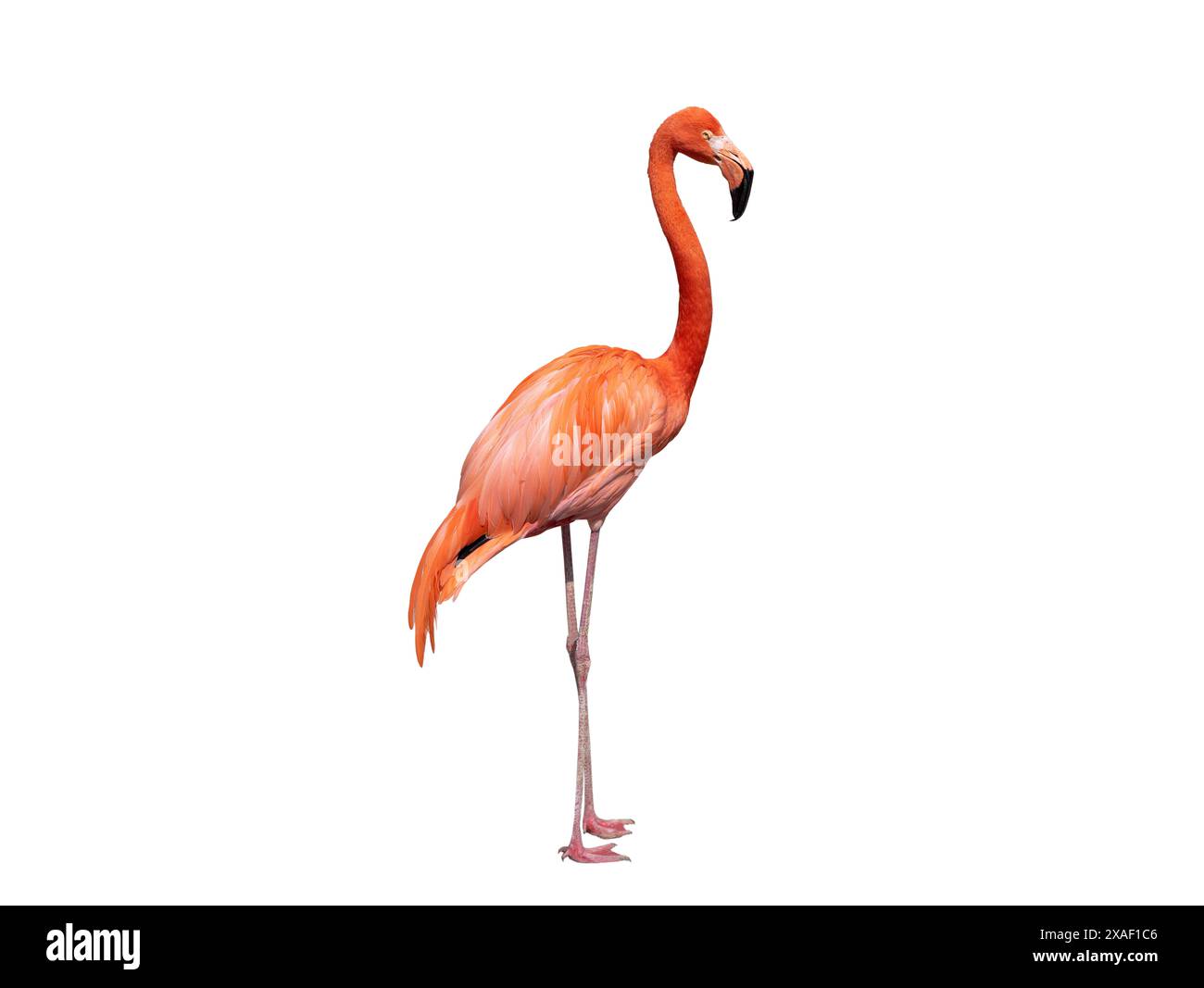 flamingo isolated on white background Stock Photo - Alamy
