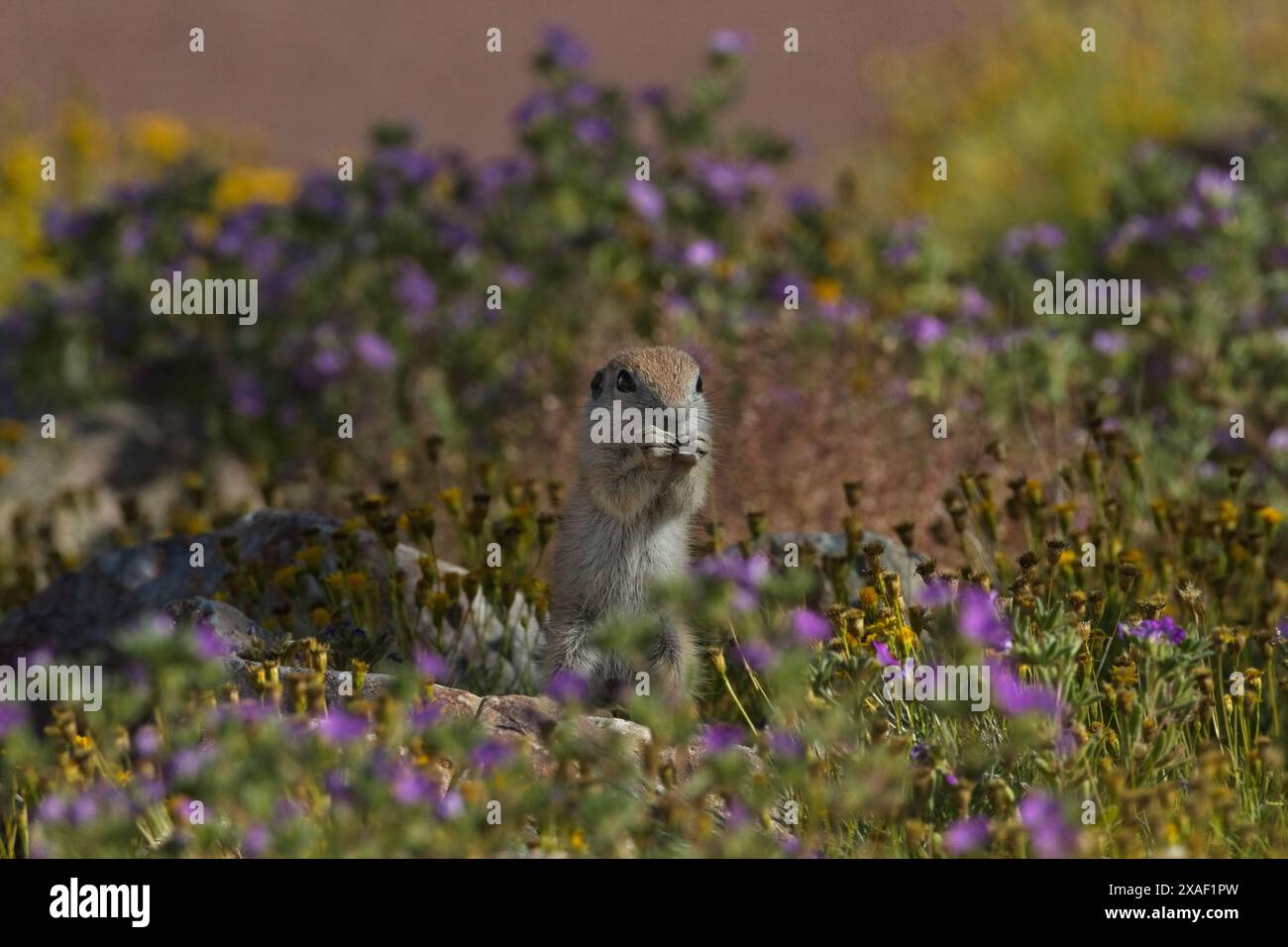 Round tailed ground squirrel nibbles while standing in wildflower in ...