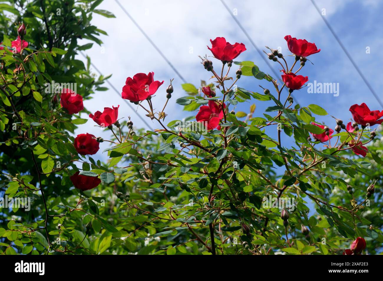 Red roses climber vine from below in spring Stock Photo - Alamy