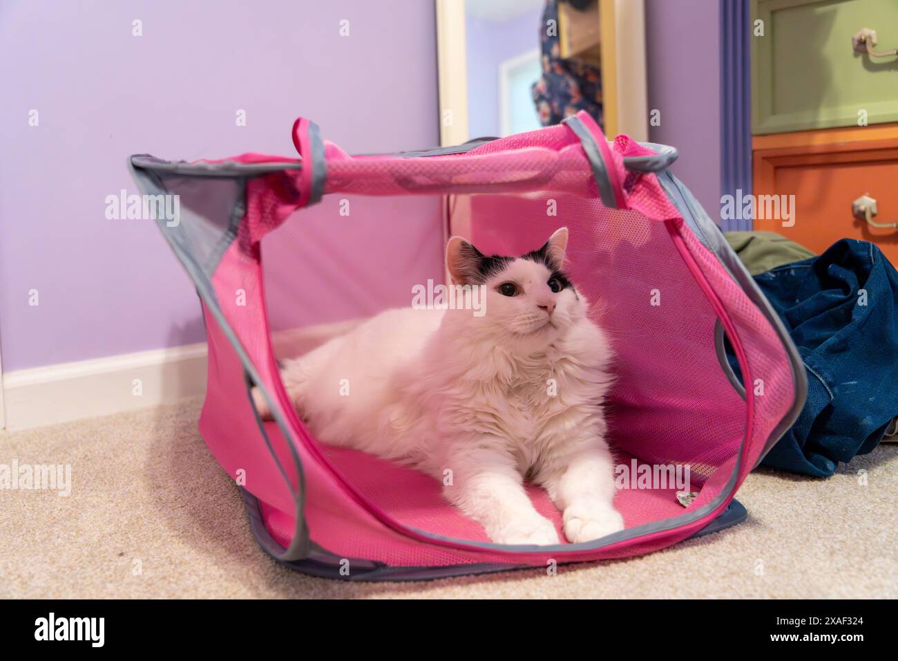Black and white cat laying down in a pink laundry hamper, looking left ...