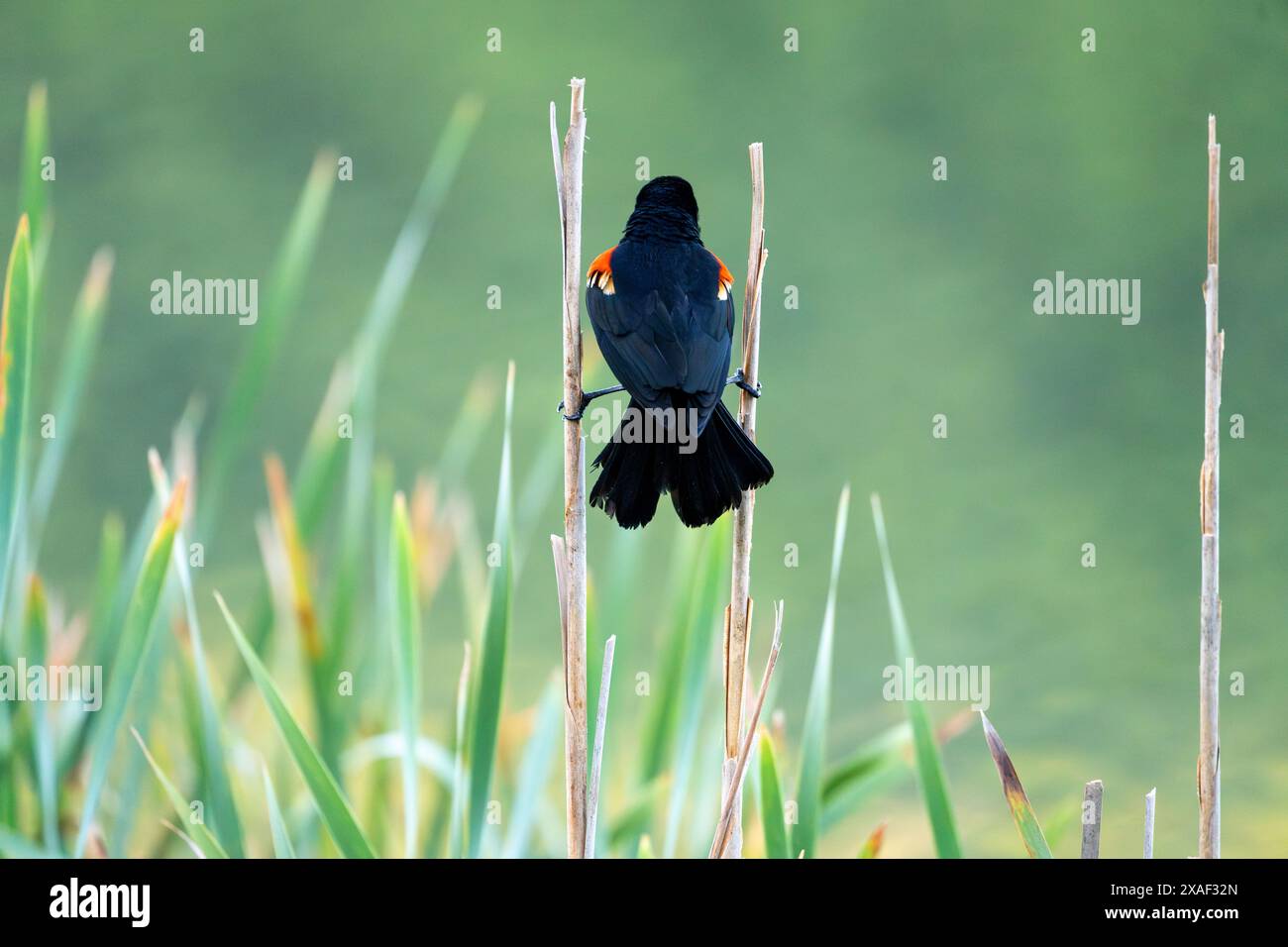 Rear view of a red-winged blackbird doing a "split" to hold onto reeds ...