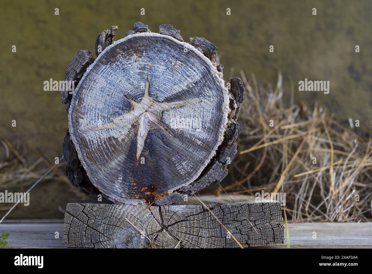 close-up photo of a tree trunk cut covered by sea salt in a salt pan in ...