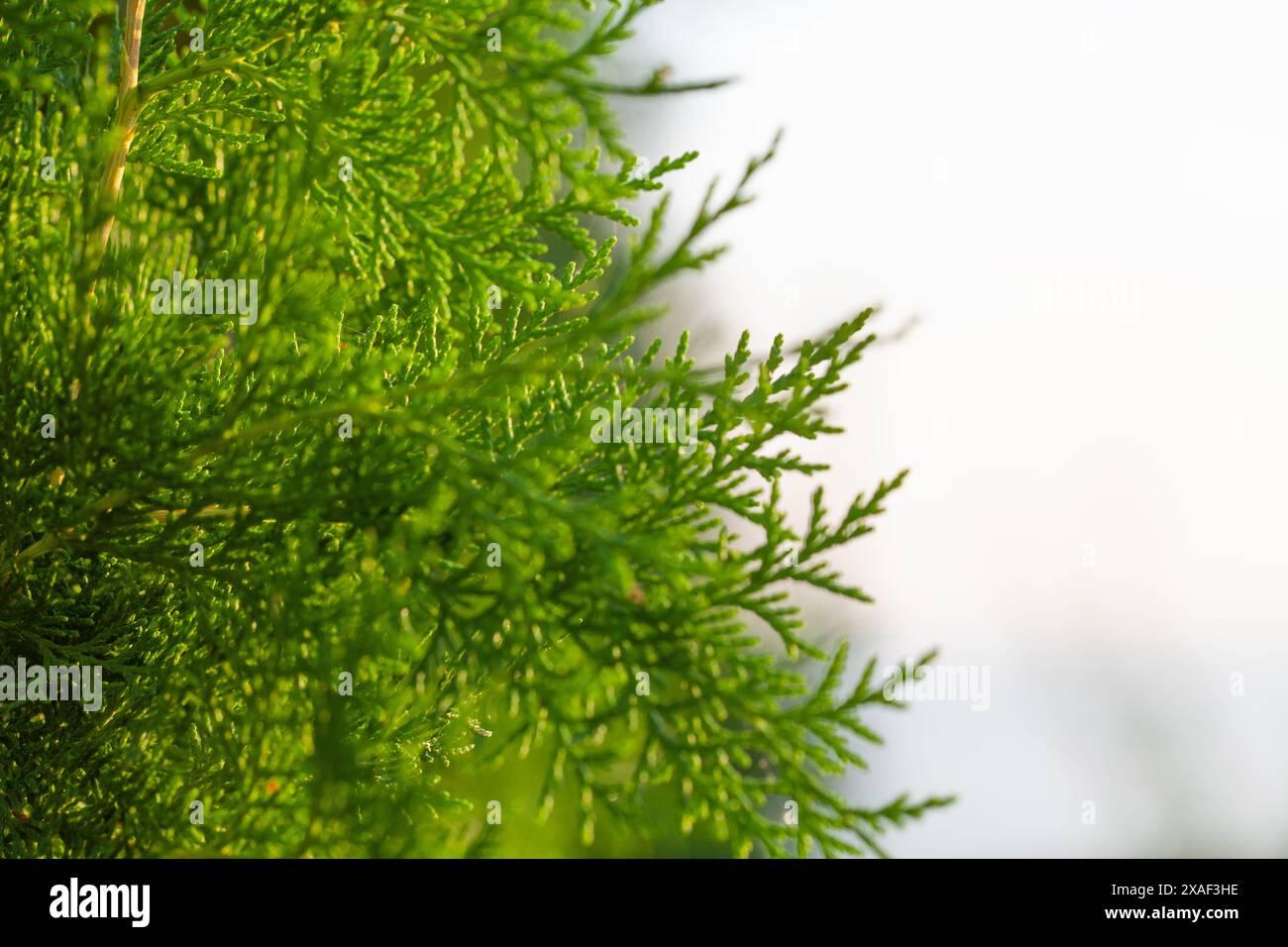 Green thuja branches, evergreen trees on white background Stock Photo - Alamy