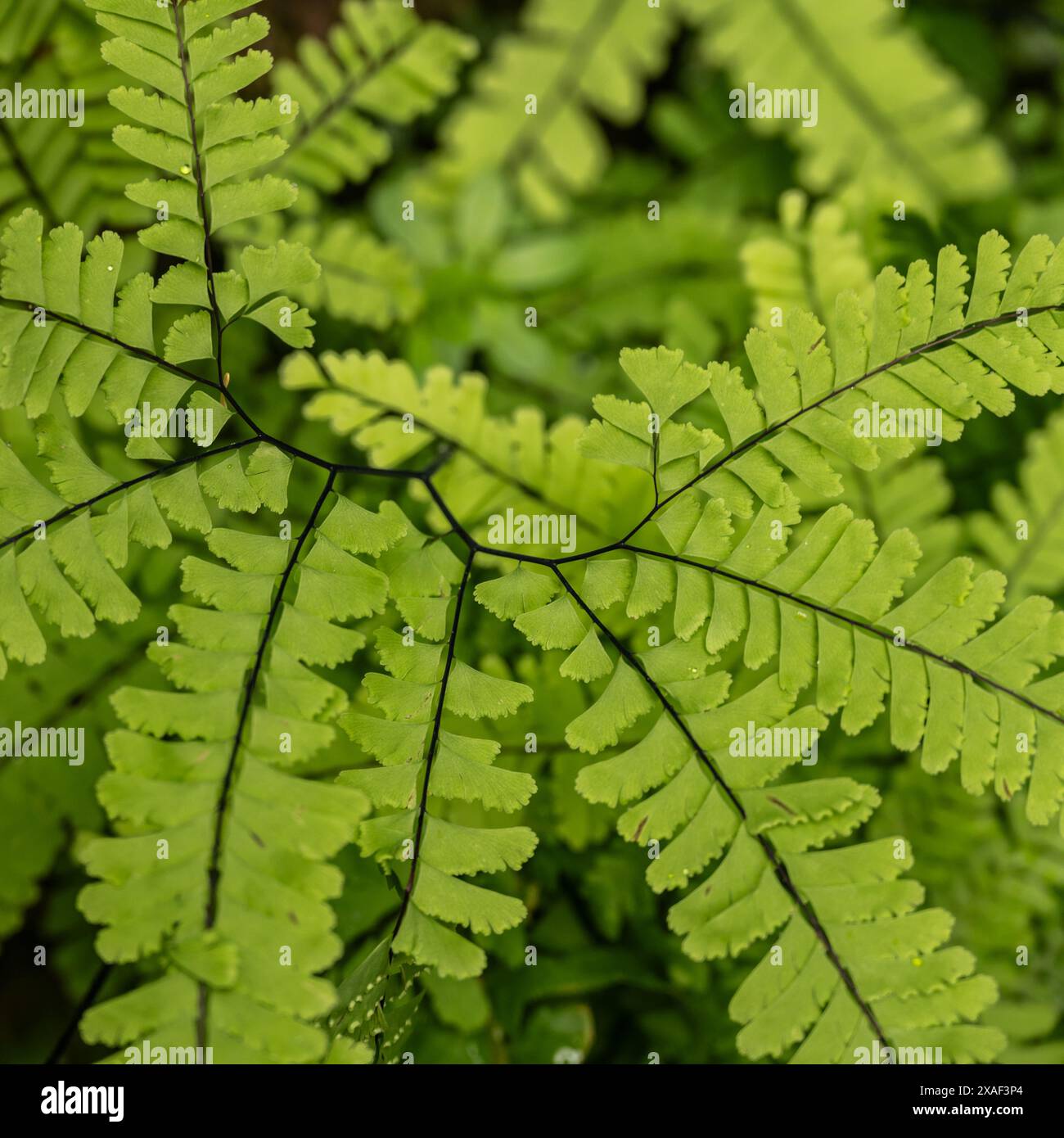 Black Branches Of The Five Fingered Ferns In Olympic National Park ...