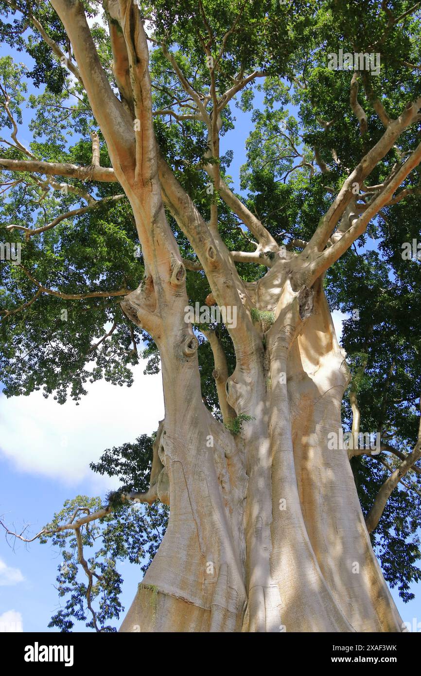 the Large Banyan ancient tree in Kayu Putih, Baru Village, Marga ...
