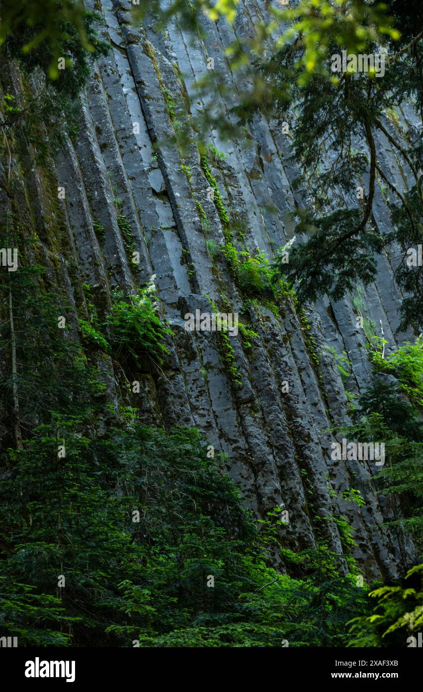 Bright Green Plants Grow On The Slate Gray Of Basalt Columns in Mount ...