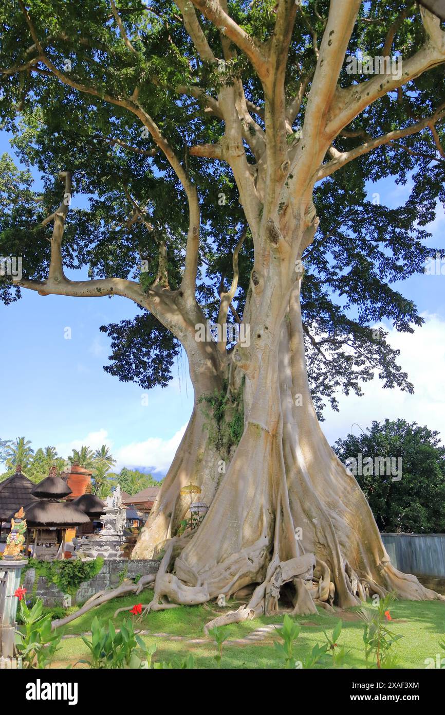 the Large Banyan ancient tree in Kayu Putih, Baru Village, Marga ...