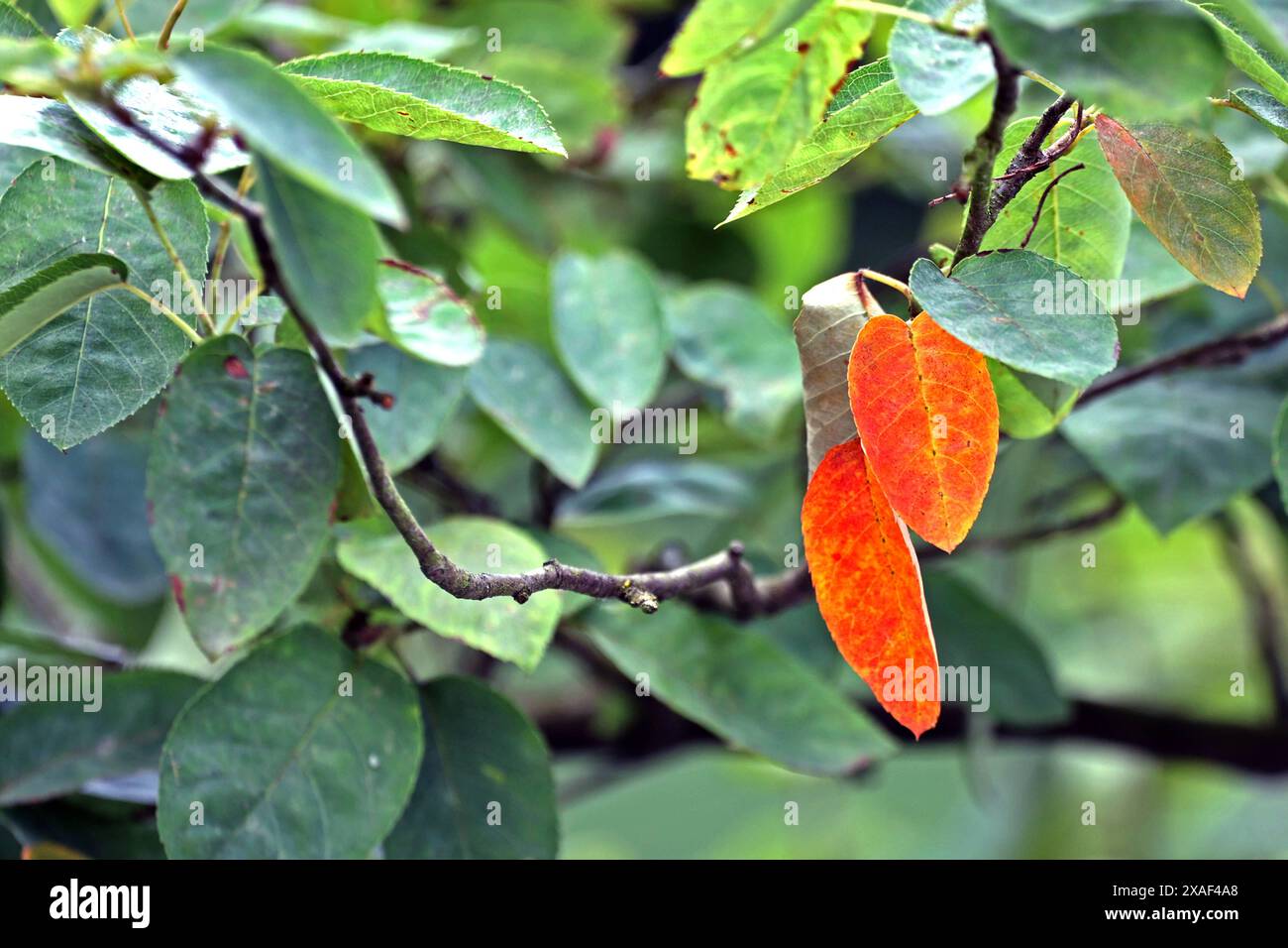 Blattabwurf hi-res stock photography and images - Alamy