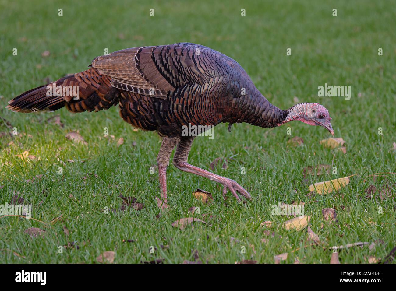 Turkey waking in a grass field Stock Photo - Alamy