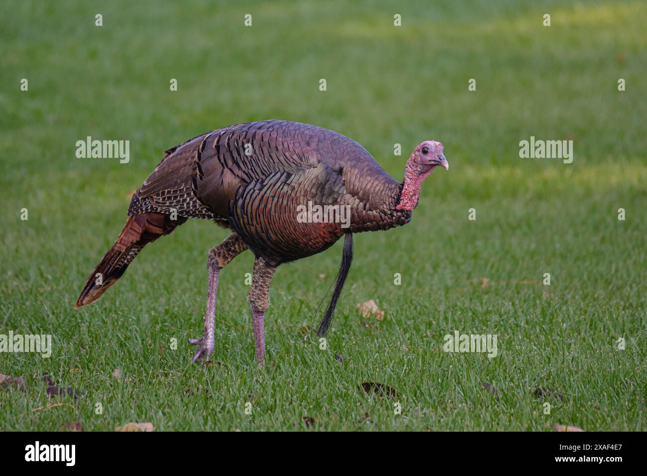 Turkey waking in a grass field Stock Photo - Alamy