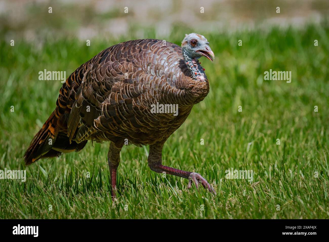 Turkey waking in a grass field Stock Photo - Alamy
