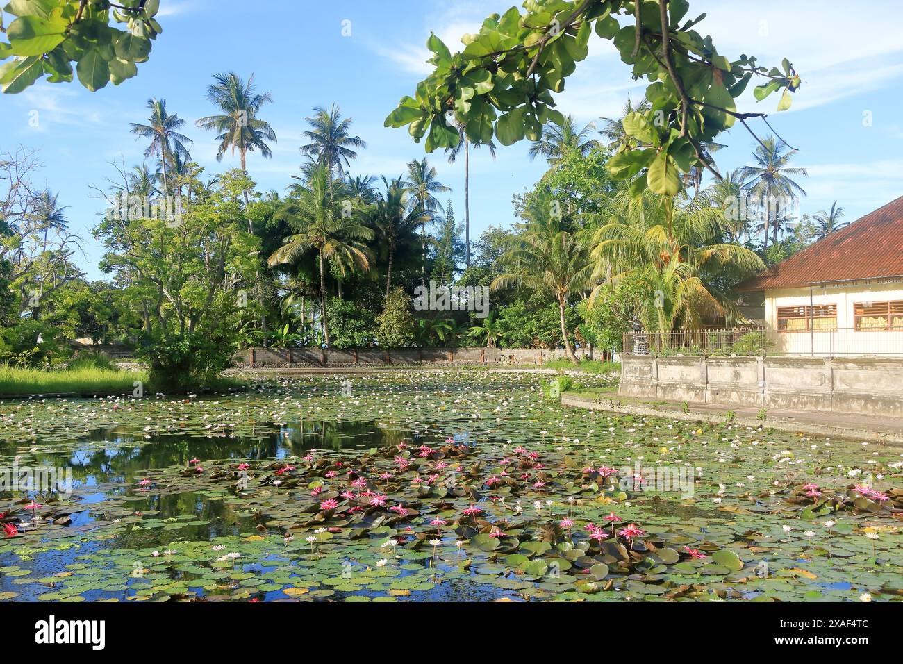 Lotus Lagoon, Water Lily Pond in Candidasa, Bali in Indonesia Stock ...