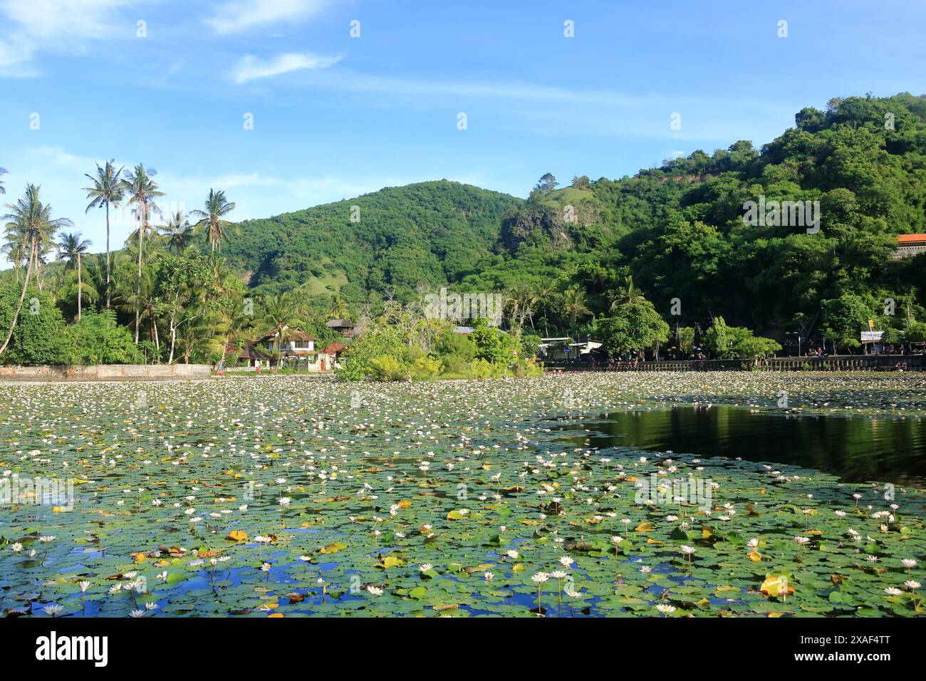 Lotus Lagoon, Water Lily Pond in Candidasa, Bali in Indonesia Stock ...
