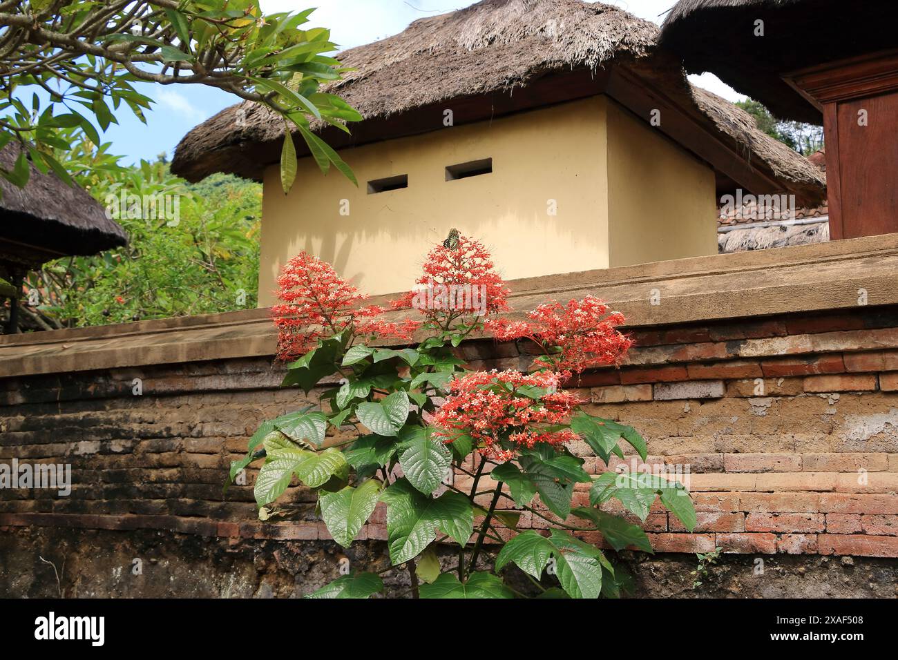 Clerodendrum paniculatum, a flower called red pagoda flower blooming in ...