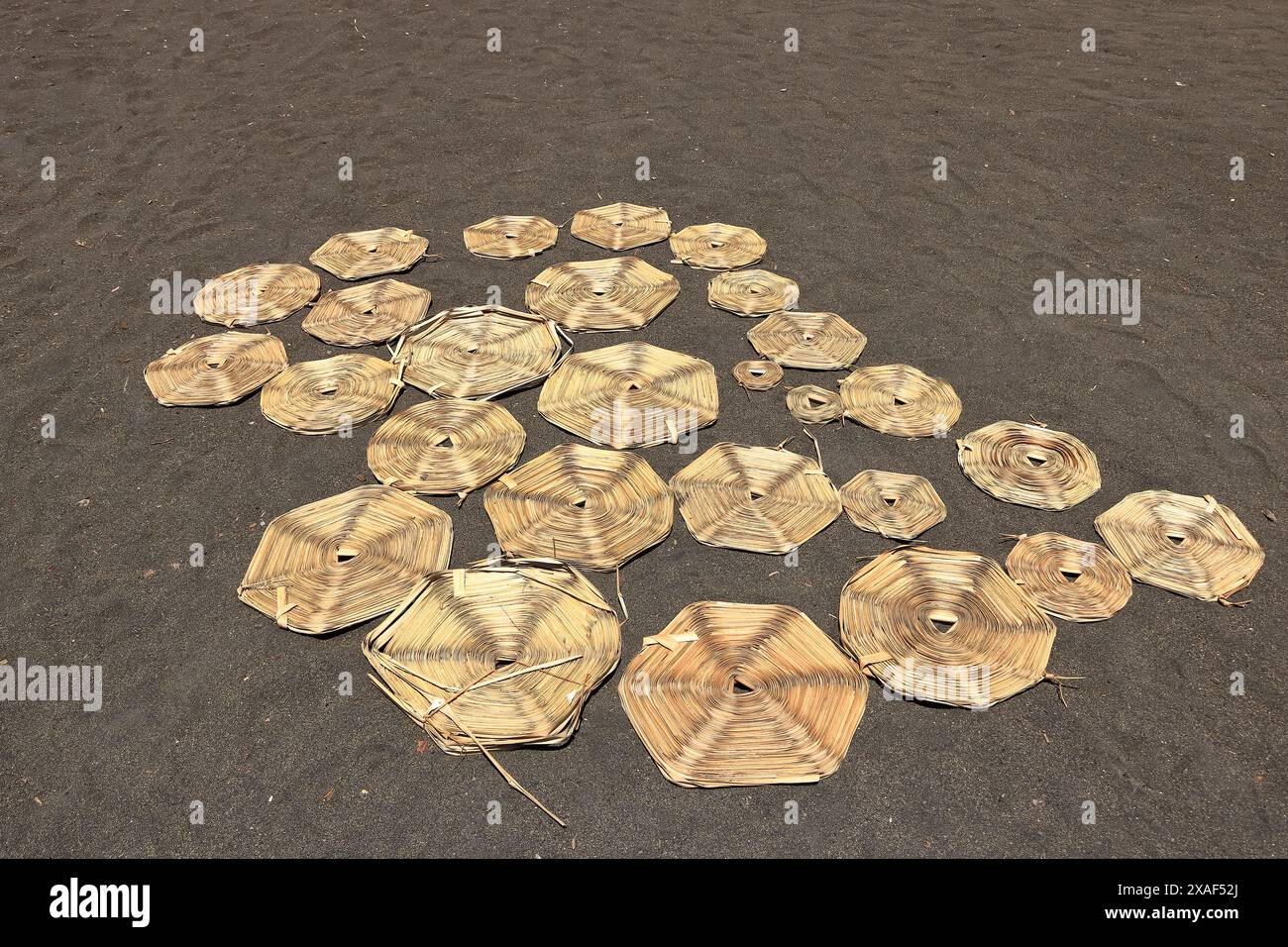 dried pandan leaves for making pandan mat, still traditionally made by ...