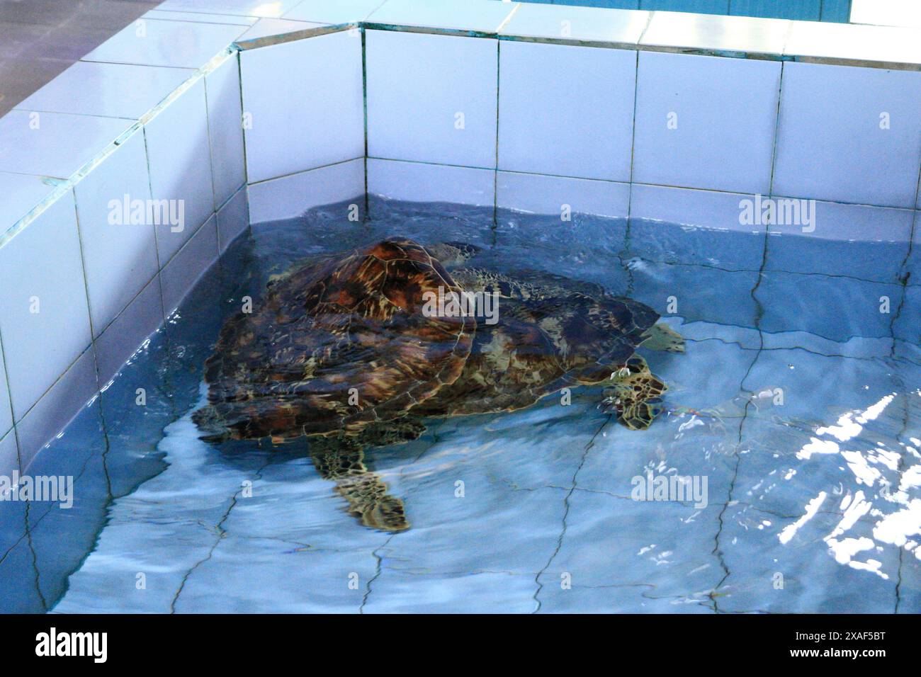 Turtles in the Sea Turtle Conservation and Education Center in Serangan ...