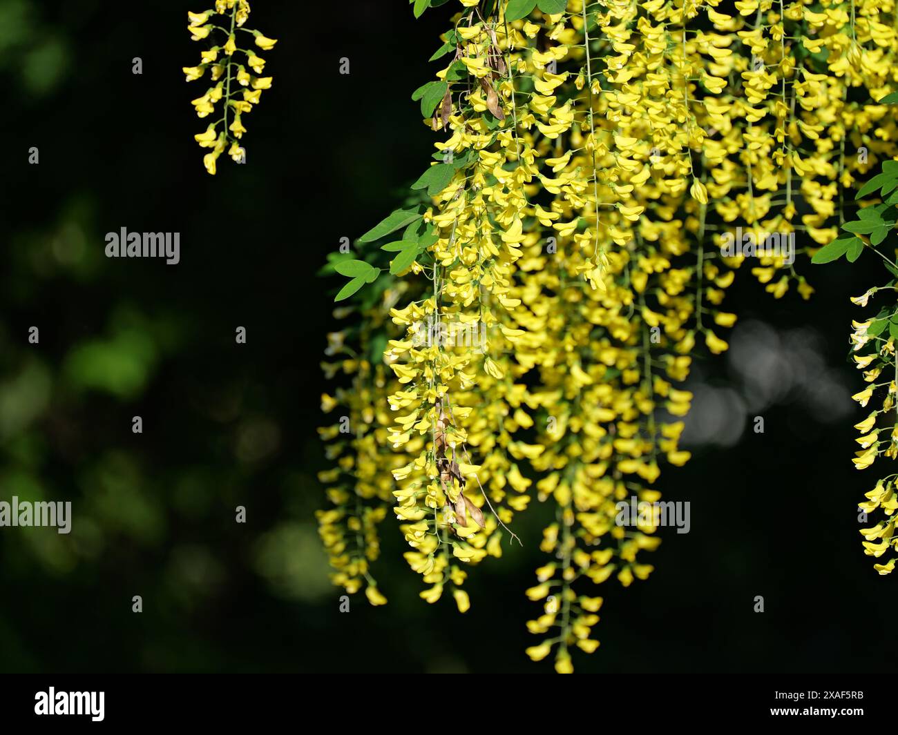 A vibrant gold chain tree blooms in an old parsonage garden, enhancing ...