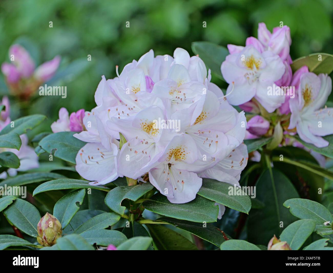 Rhododendron distribution hi-res stock photography and images - Alamy