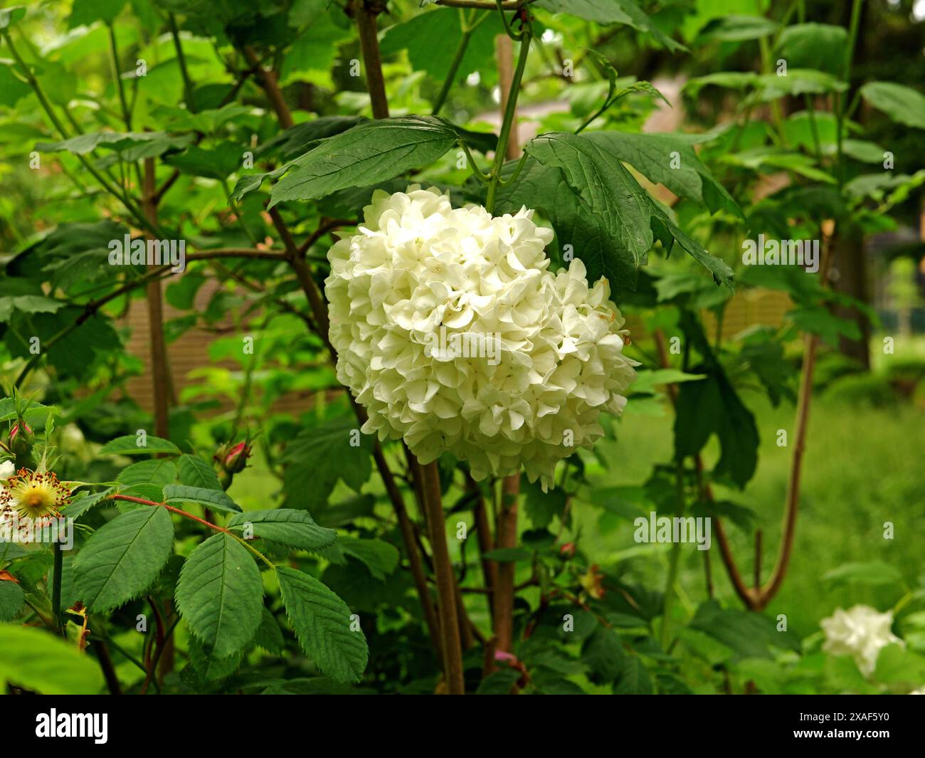 Snowball bush, known for its fragrant blooms, attracts birds, blooms ...