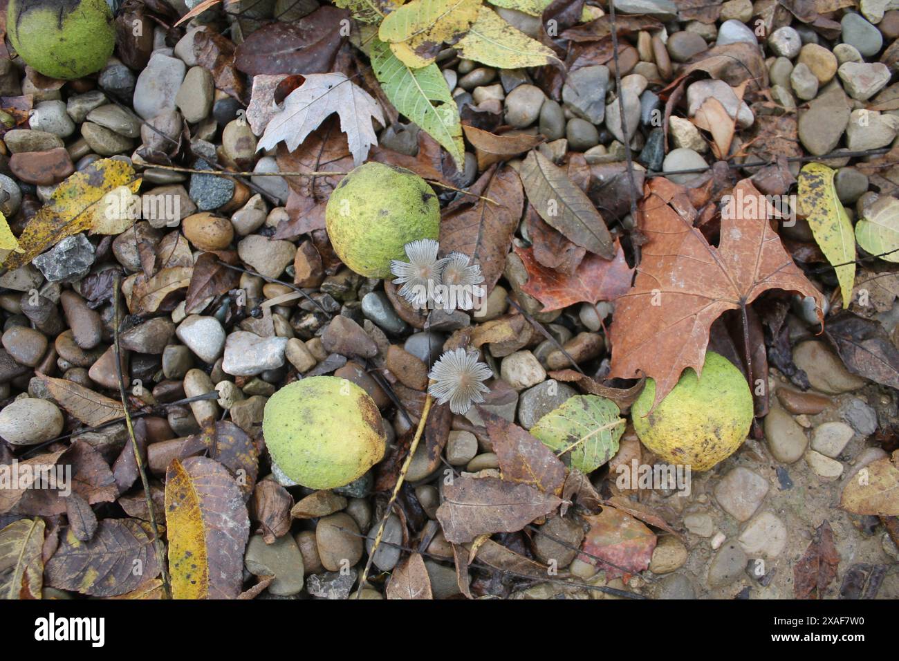 Black walnuts in shell and in outer pod hi-res stock photography and ...