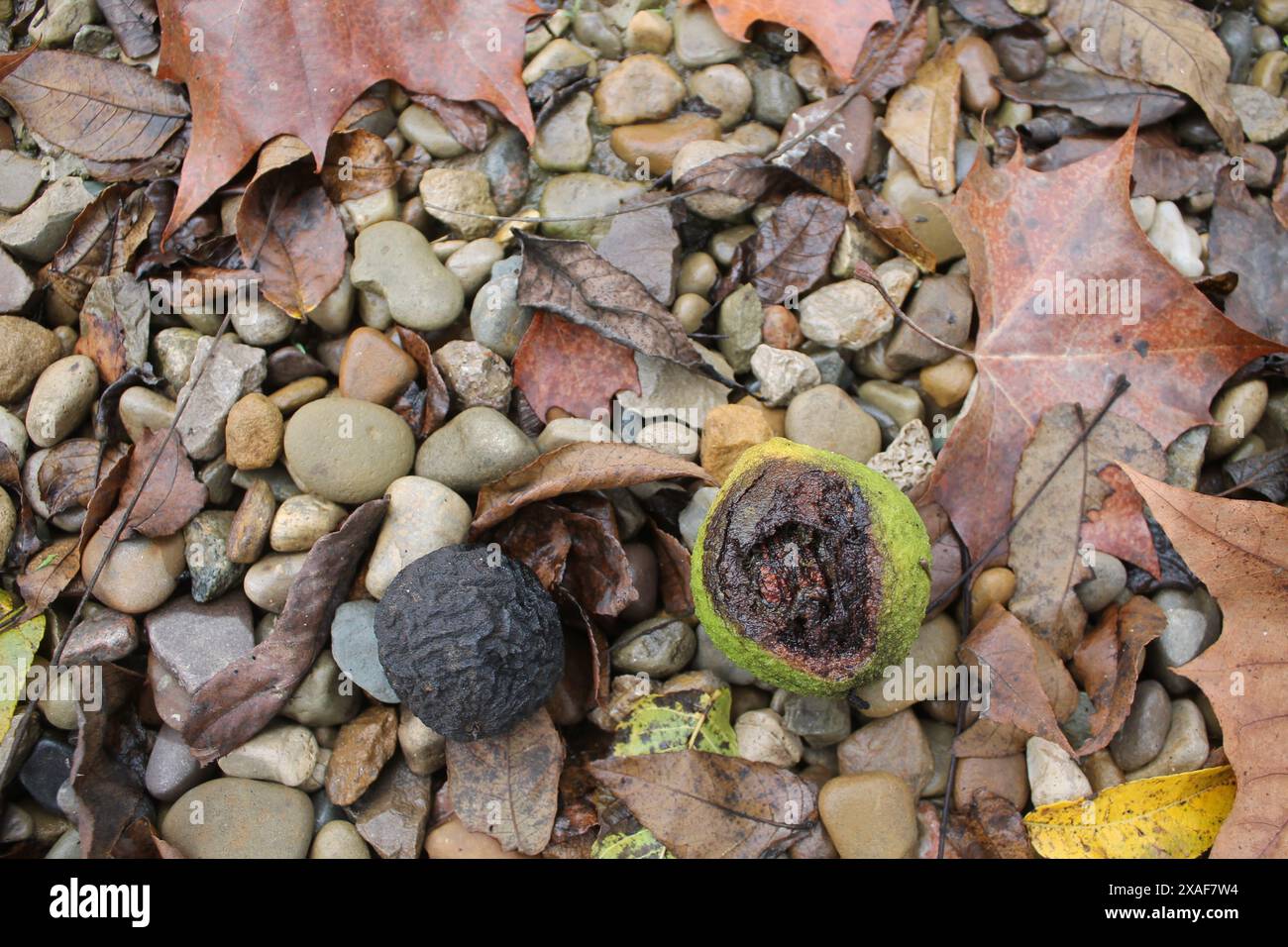 Black walnuts in shell and in outer pod hi-res stock photography and ...