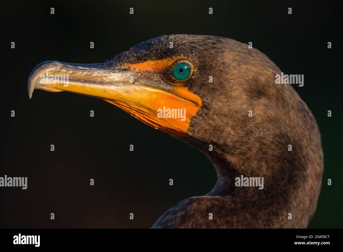 Cormorant bird fishing hi-res stock photography and images - Alamy