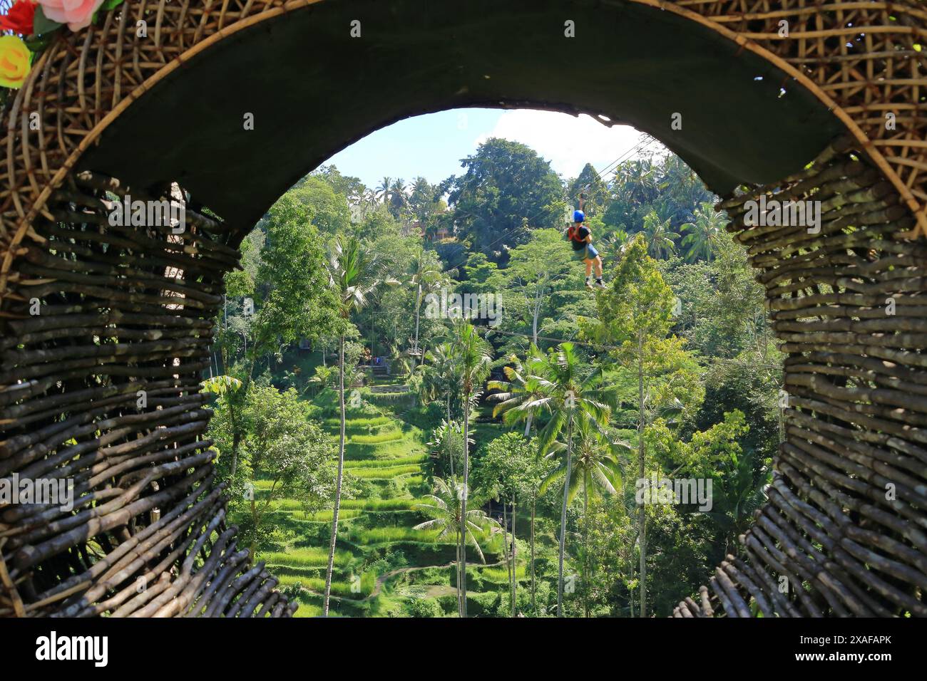 Tegallalang, Bali in Indonesia - January 31 2024: people on a zip line ...