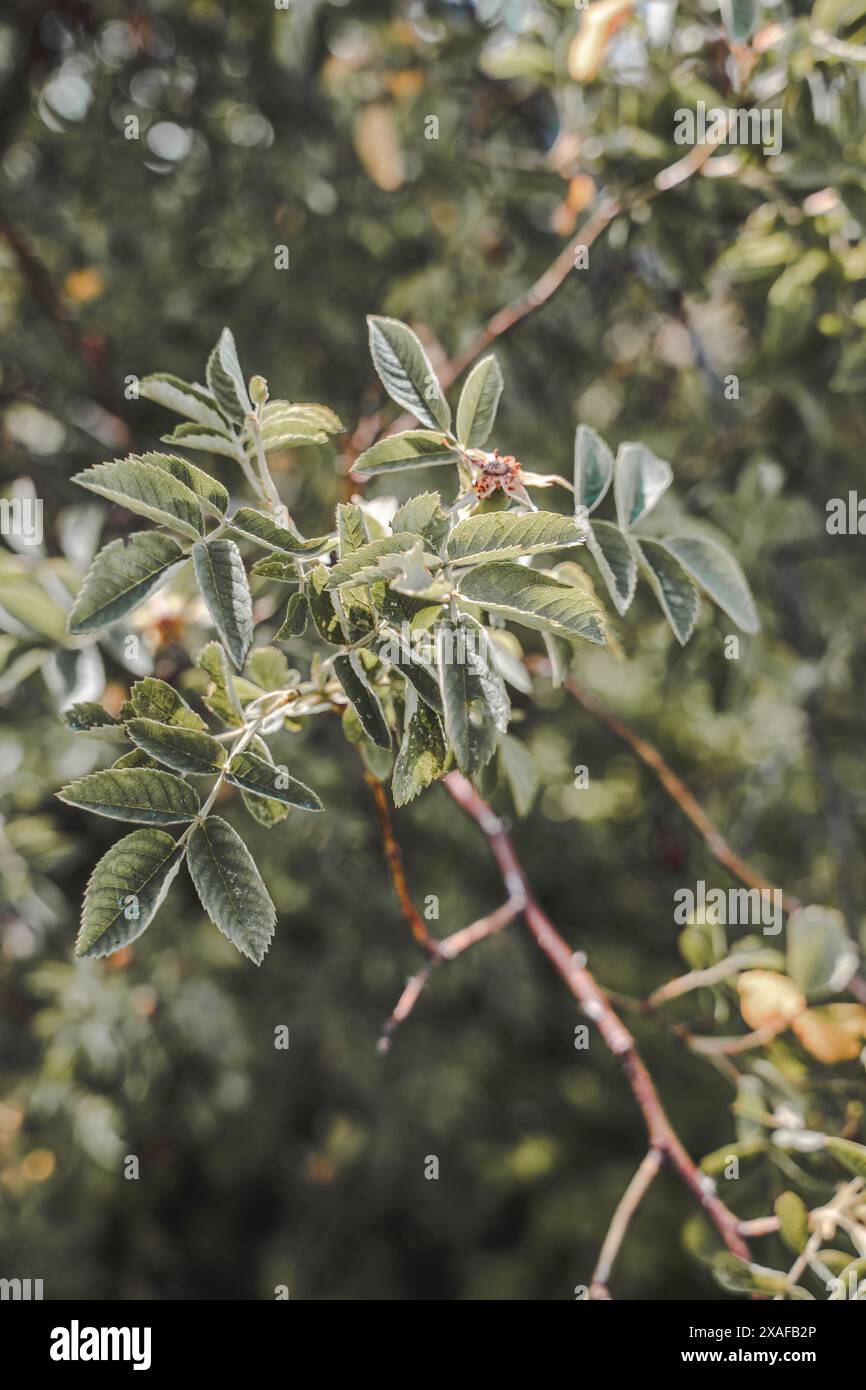 Plant Close-up Botanical Garden Twigs Stock Photo - Alamy