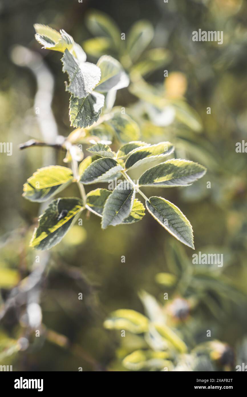 Plant Close-up Botanical Garden Twigs Stock Photo - Alamy
