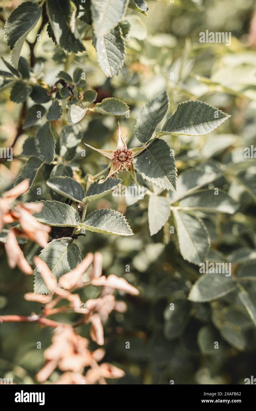 Plant Close-up Botanical Garden Twigs Stock Photo - Alamy