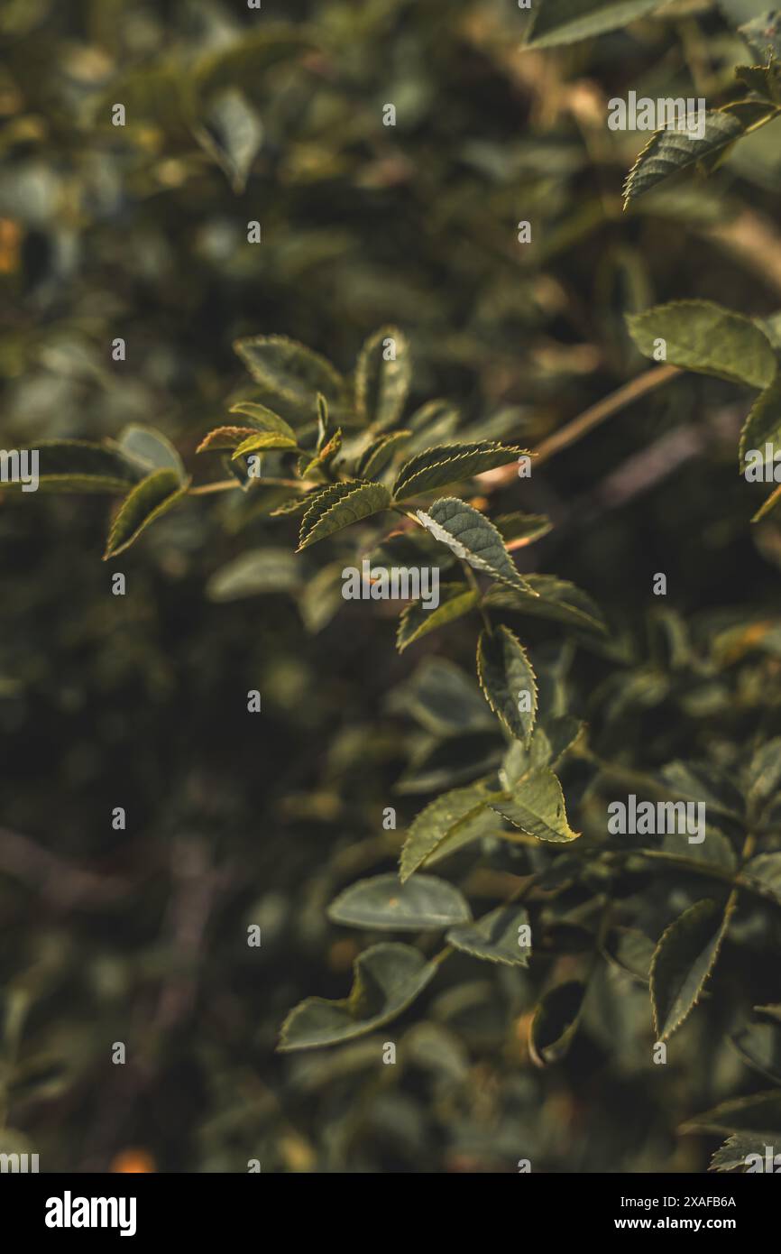 Plant Close-up Botanical Garden Twigs Stock Photo - Alamy