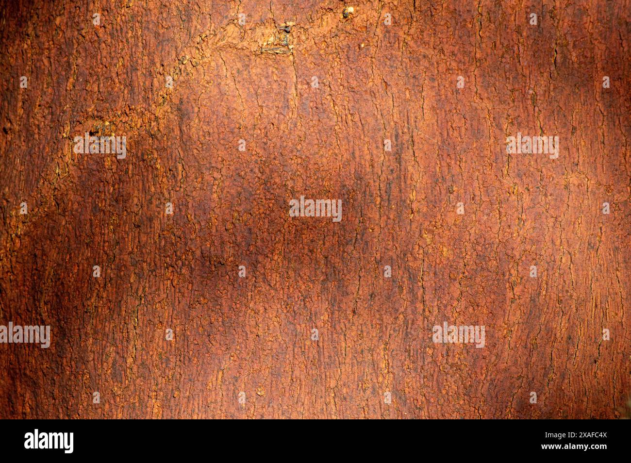 Red oak background, texture series Stock Photo - Alamy