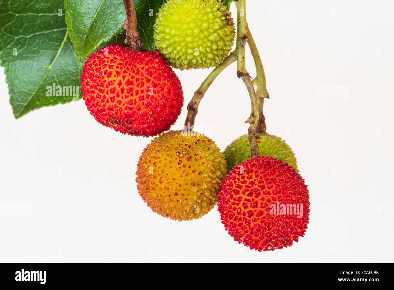 Close-up of red, yellow, orange and green fruit on an arbutus branch ...