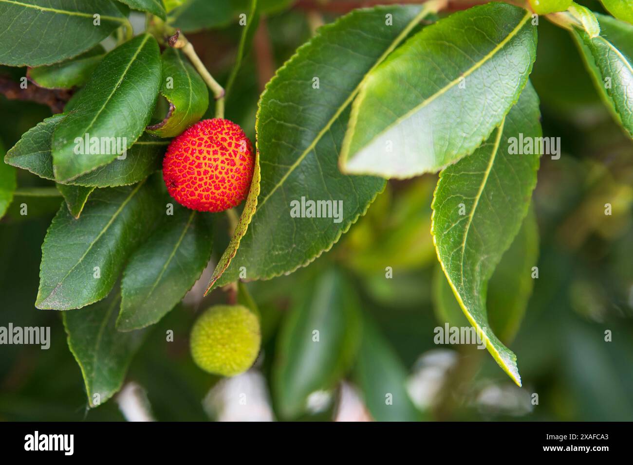 Close-up of red, yellow, orange and green fruit on an arbutus branch ...