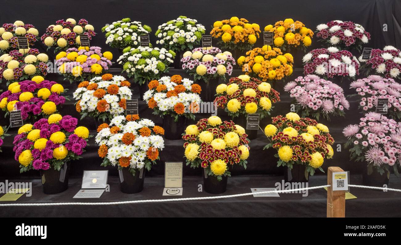 Chrysanthemum display at Chelsea Flower Show Stock Photo - Alamy