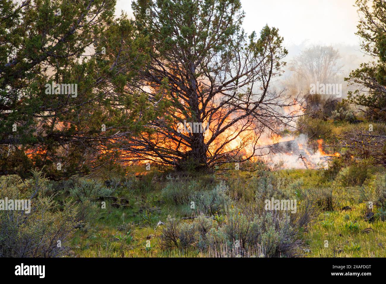 Modoc county hi-res stock photography and images - Alamy