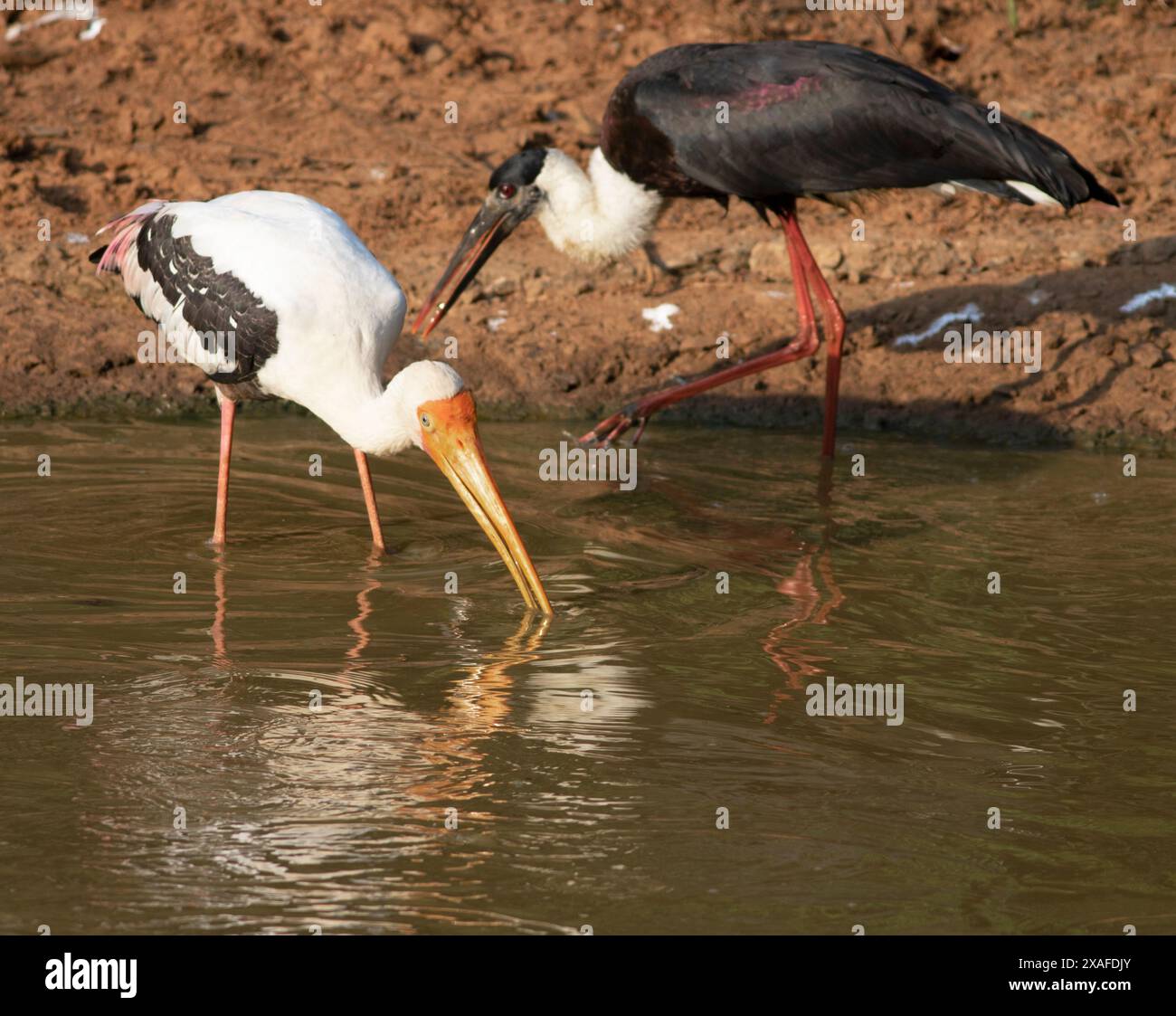 White stork wading through the water and feeding on fish in the pond ...