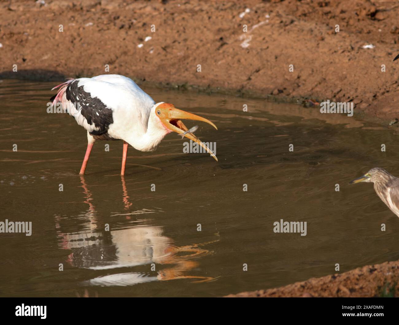 Animal stork water wildlife fishing hi-res stock photography and images ...