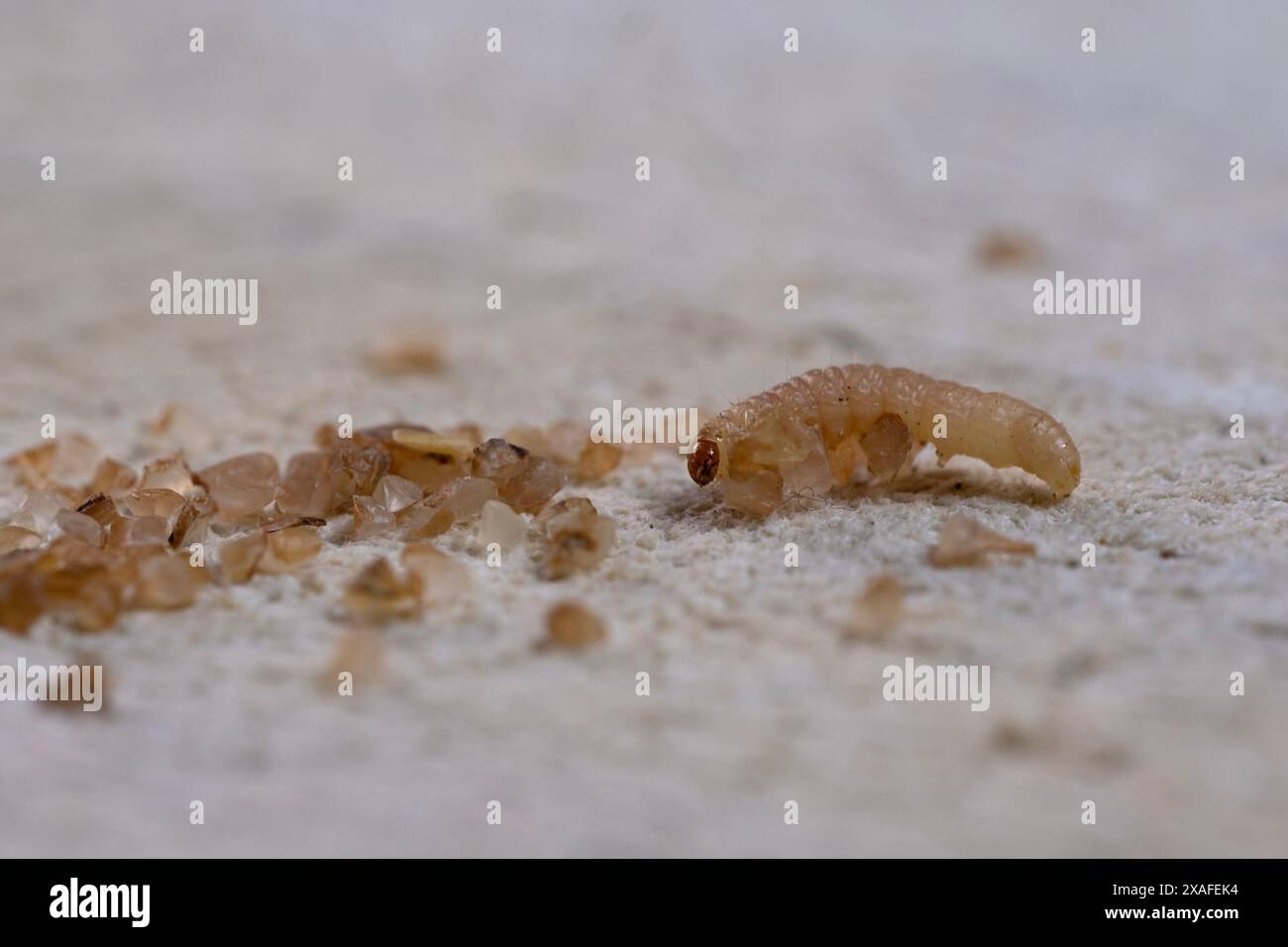 Pests in wheat hi-res stock photography and images - Alamy