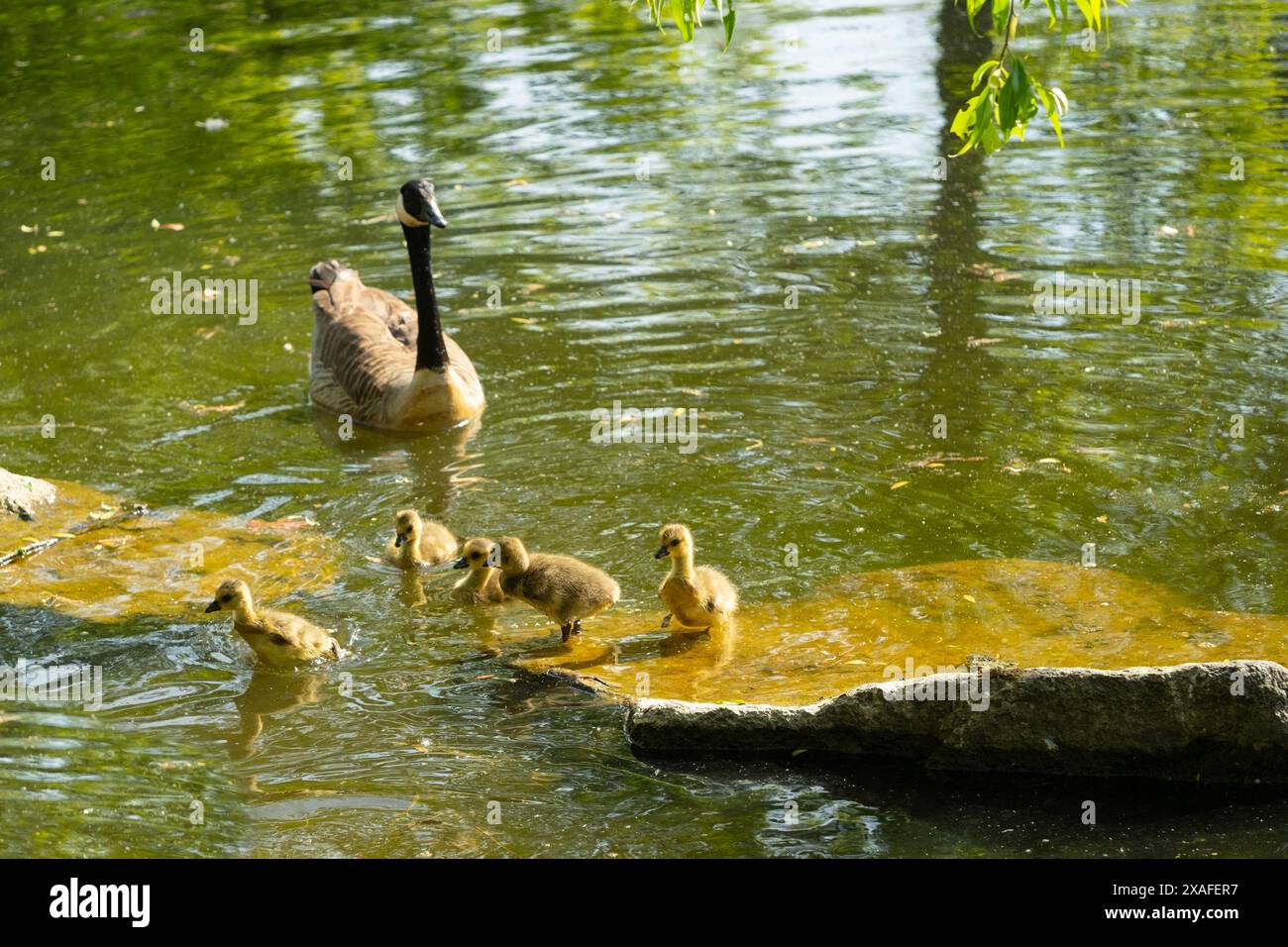 geese with goslings Canada goose swimming on lake, Brant canadian on ...