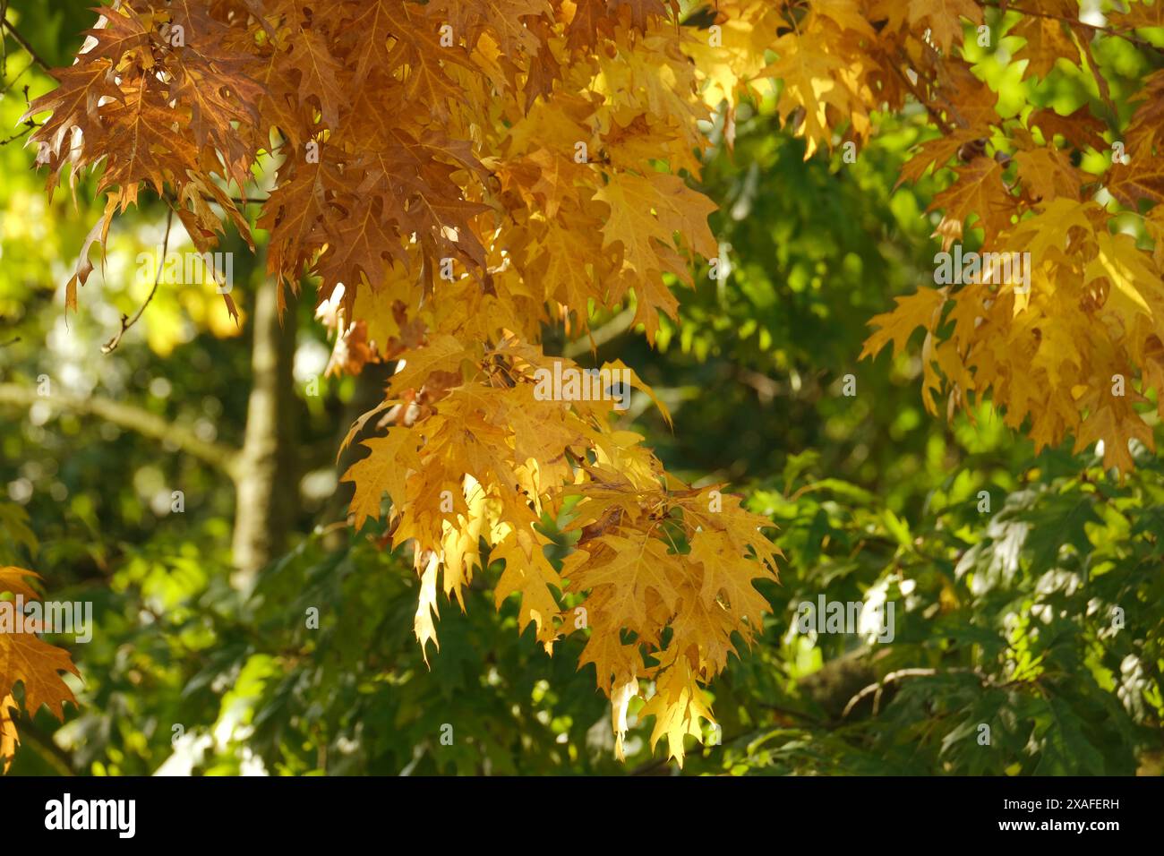 Oak tree branches swaying in hi-res stock photography and images - Alamy