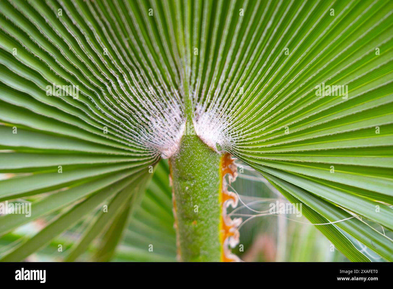 tropical leaf African Sabal fan palm close-up, natural beauty tropics ...